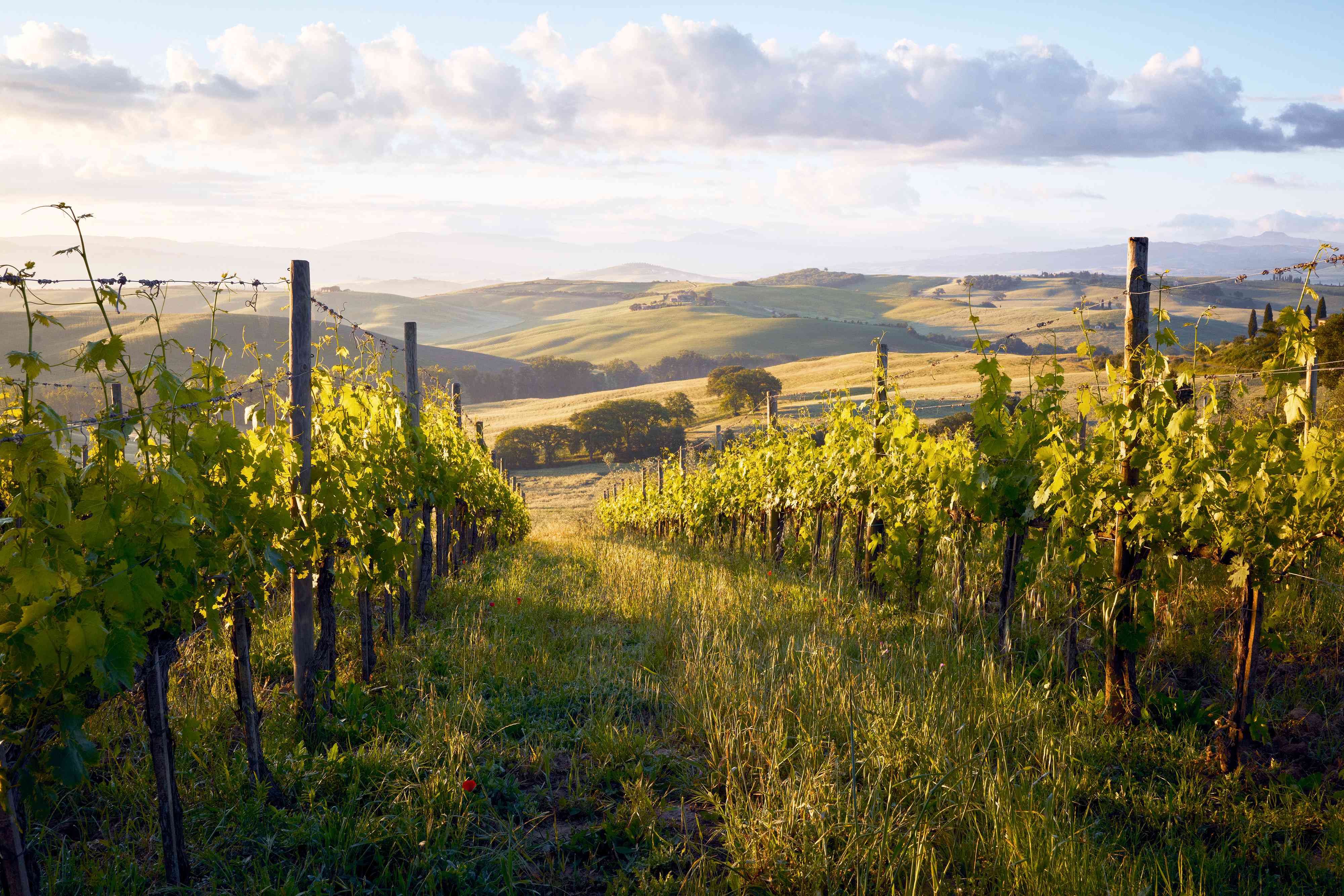 Move Over Brunello, Rosso di Montalcino Should Be Your Next Favorite ...