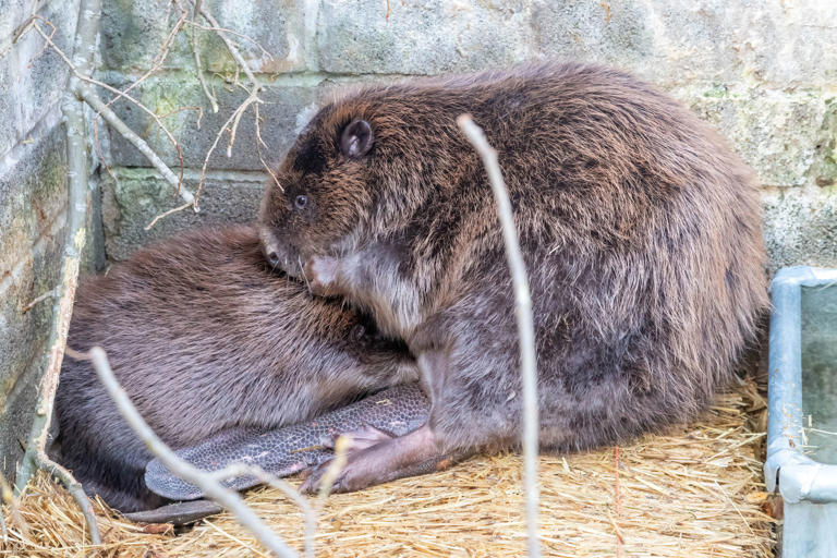 ‘Watershed’ moment as first legal wild release of beavers in England ...