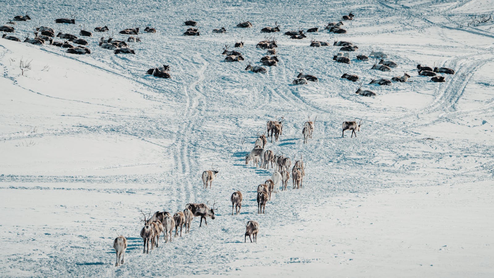 The Shocking Impact of Global Warming on Wildlife Migration Patterns