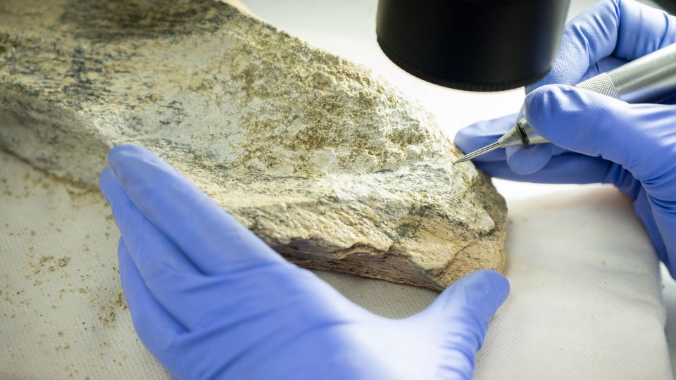 Archaeologists uncovered a cache of 1.5 million-year-old bone tools ...