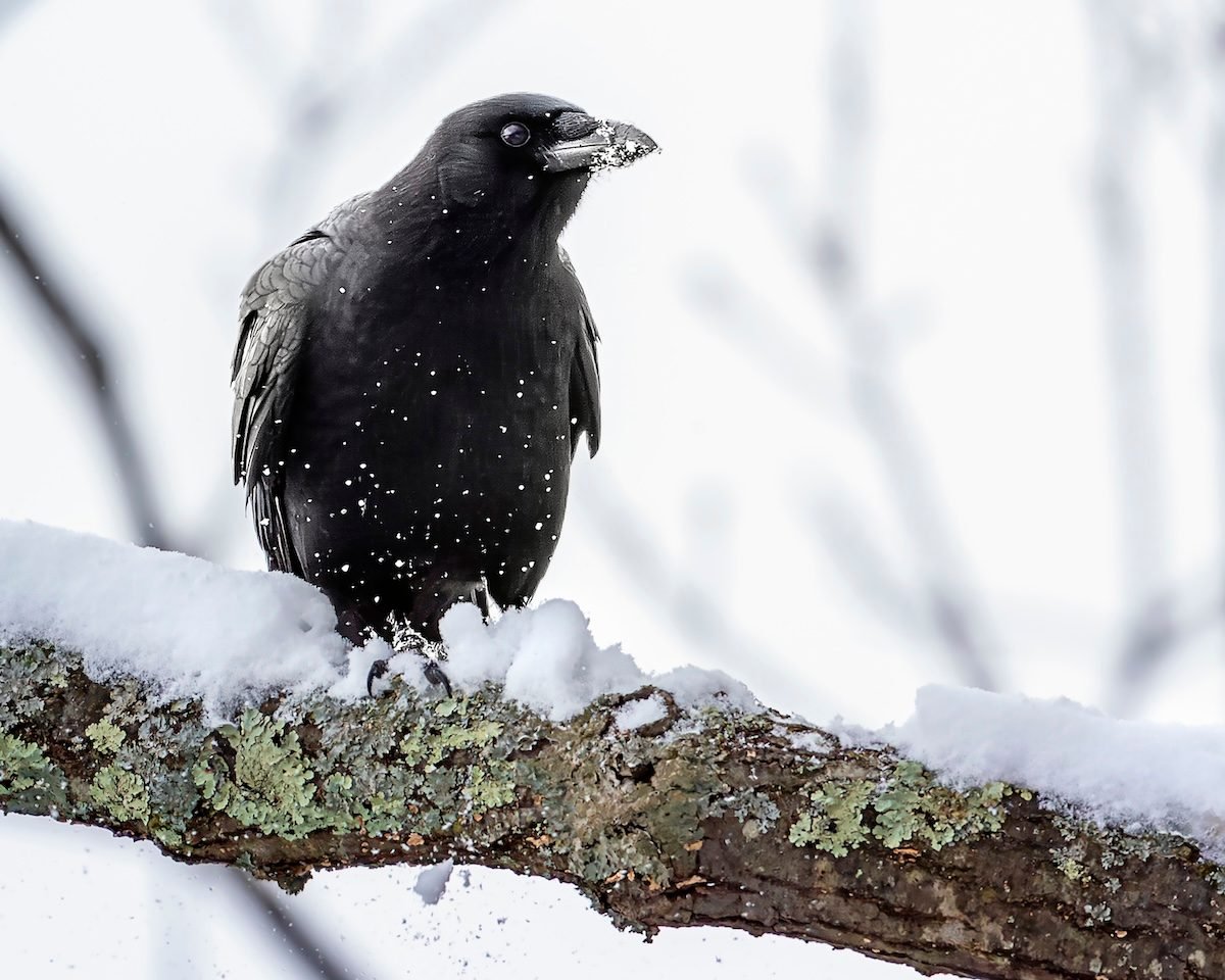 Do Crow Sightings Have Meaning?