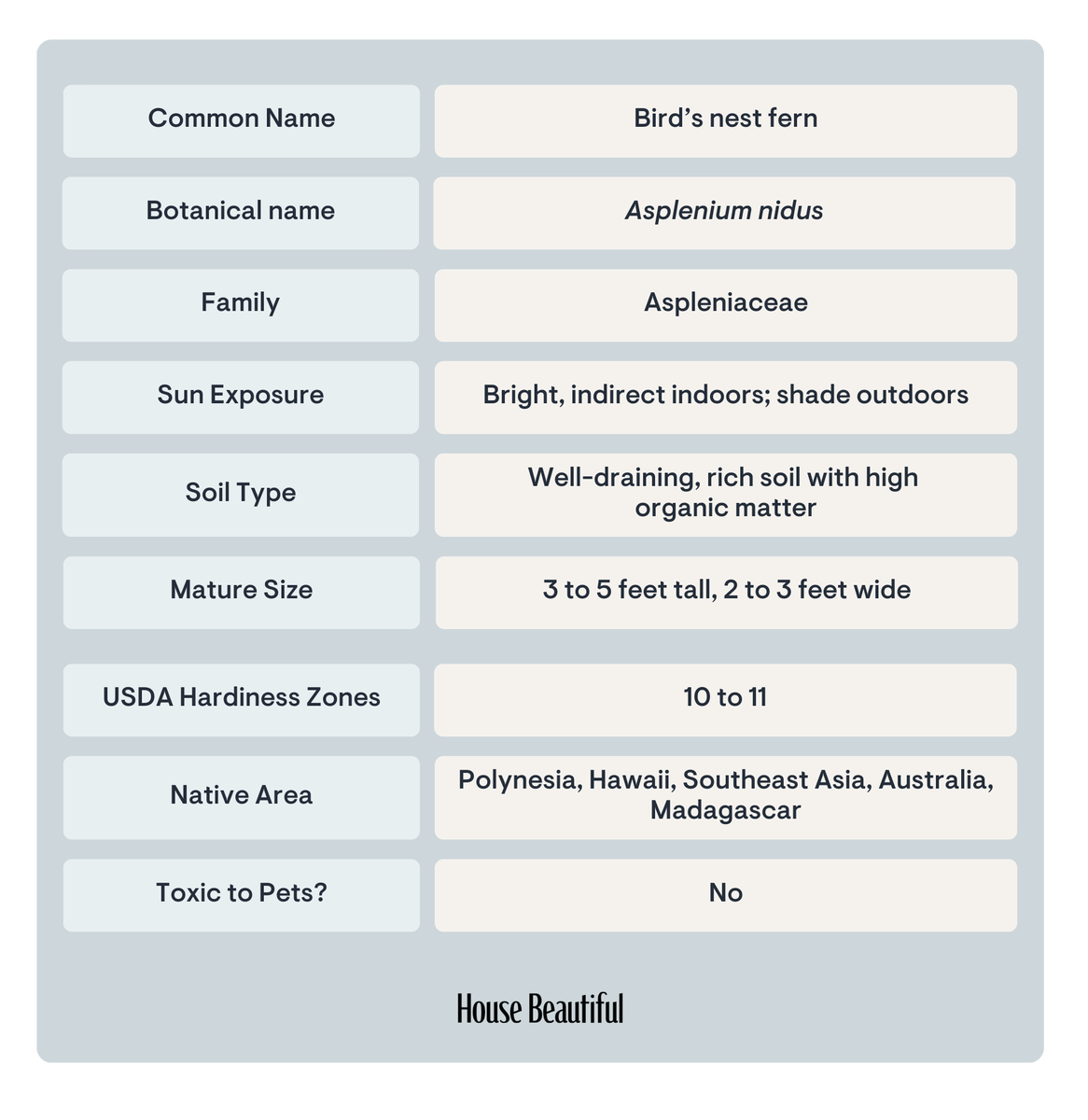 How to Grow a Bird’s Nest Fern, One of the Easiest Houseplants Ever