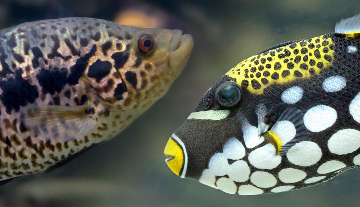 8 Most Aggressive Pet Fish Species