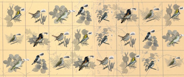 Fifty years of songbird maps take flight in new hands