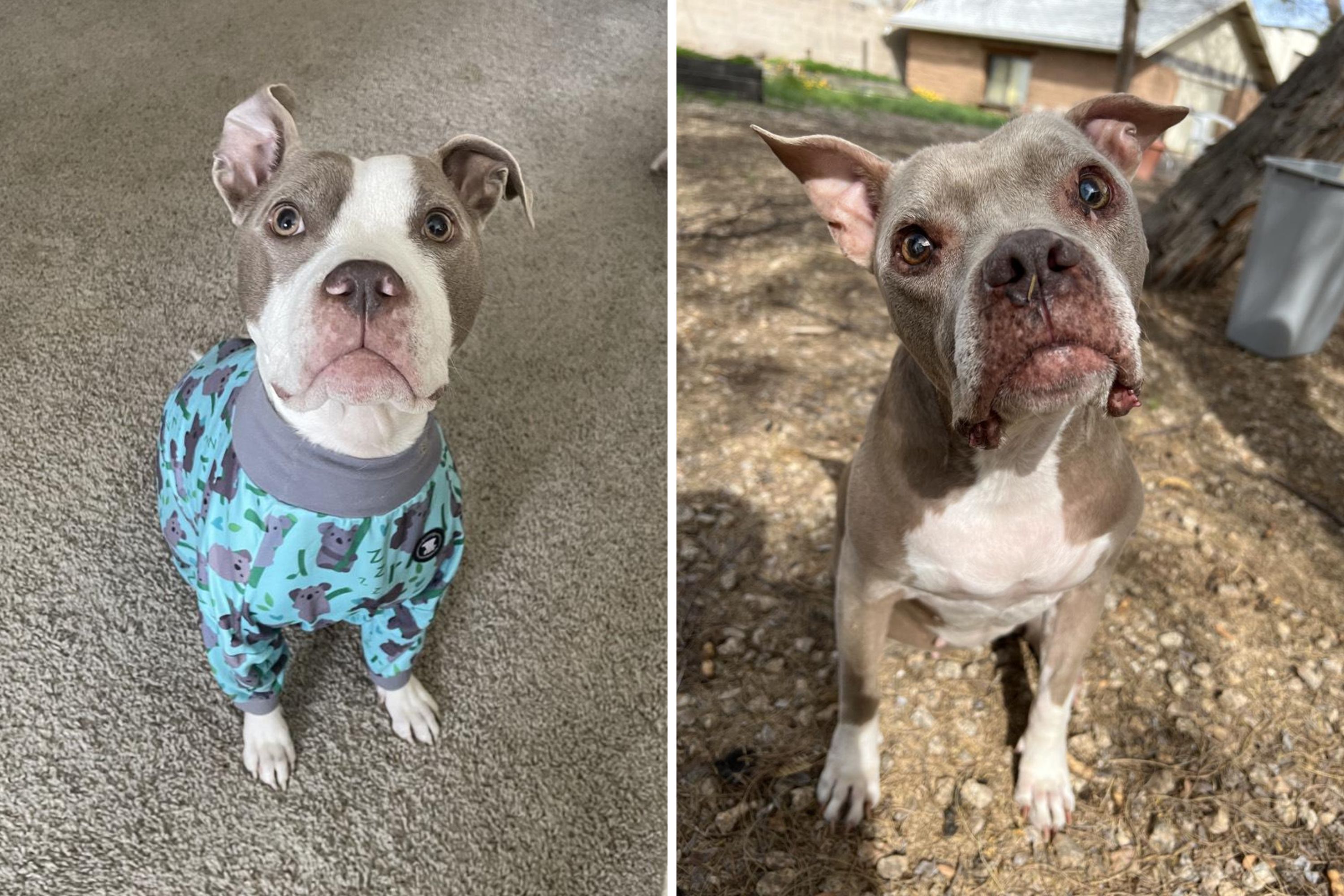 Couple Digs Into Their Rescue Dogs' Past—Stunned by What DNA Tests Reveal