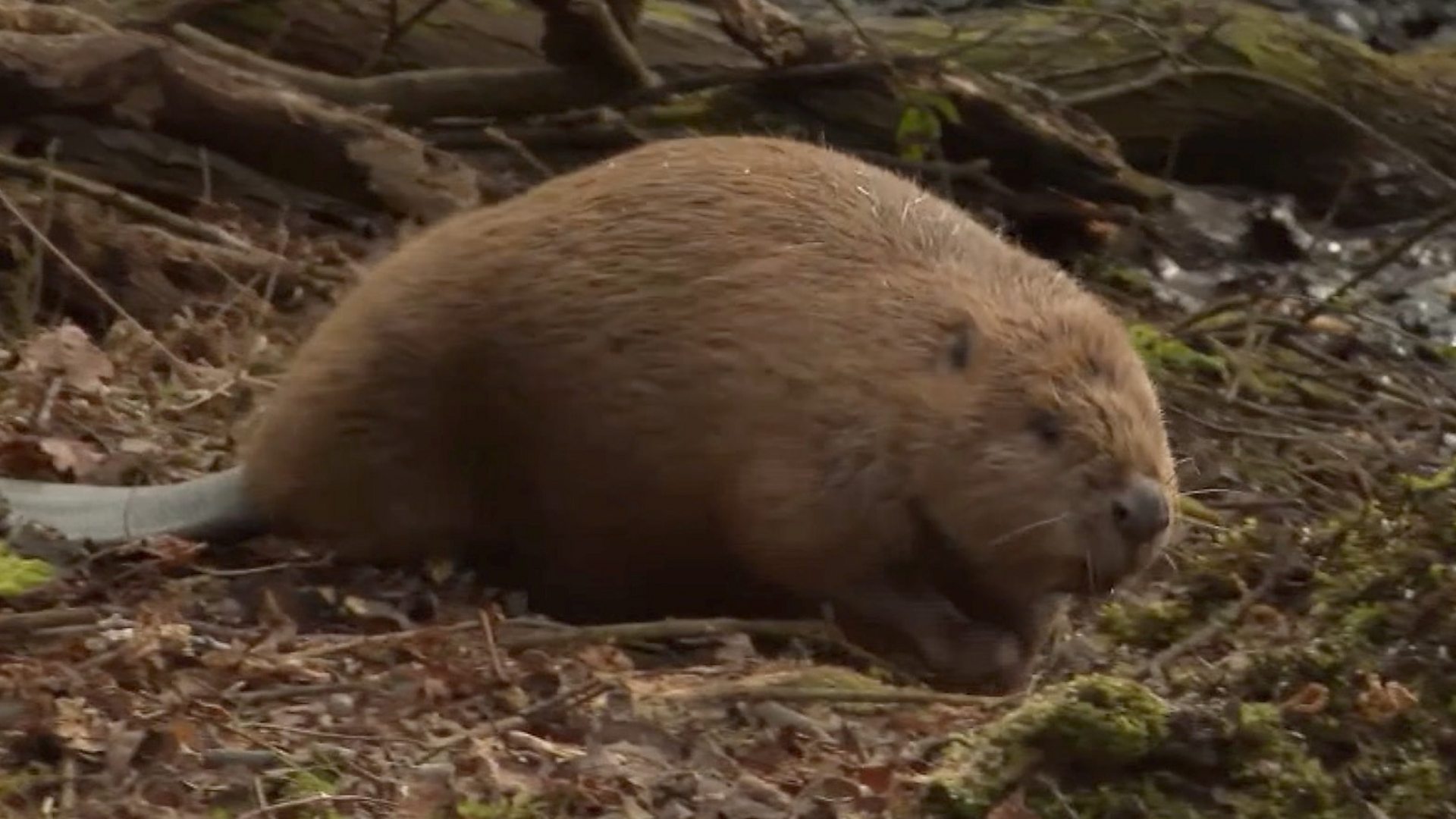 First beavers from Scotland released in England