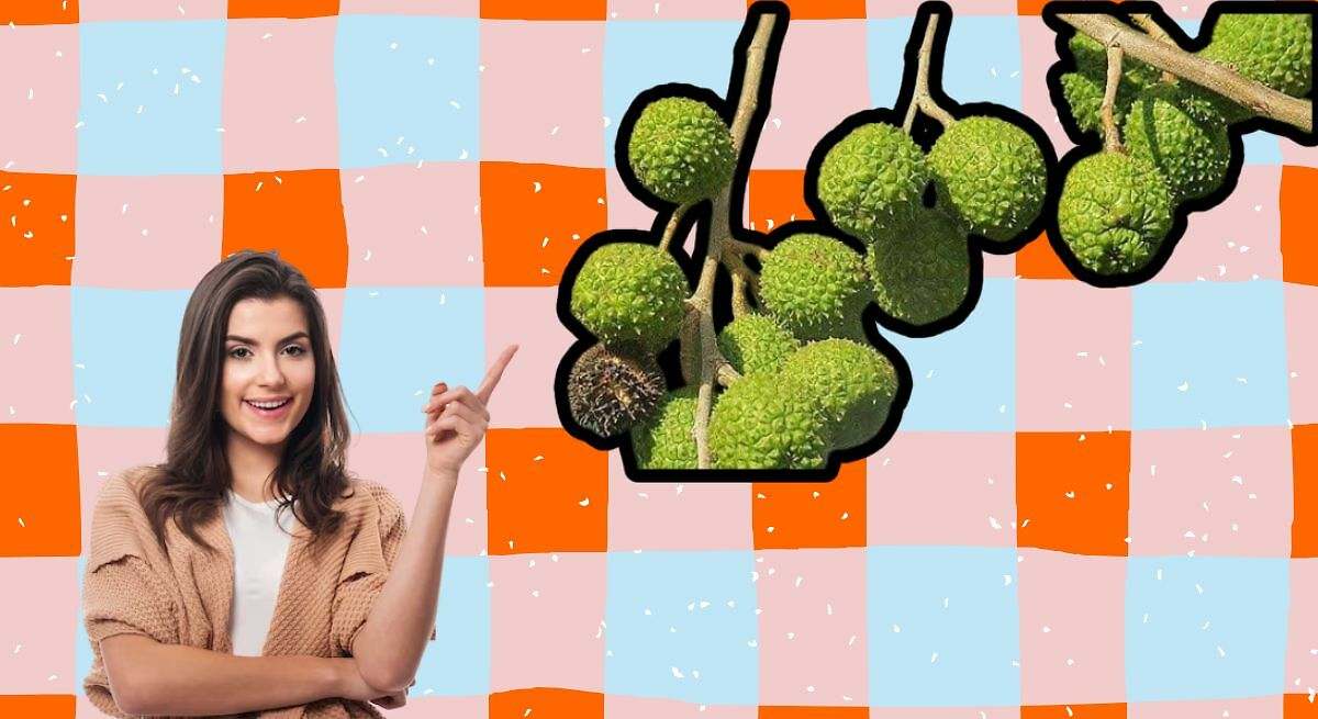 Qué es la semilla de guásimo y para qué sirve