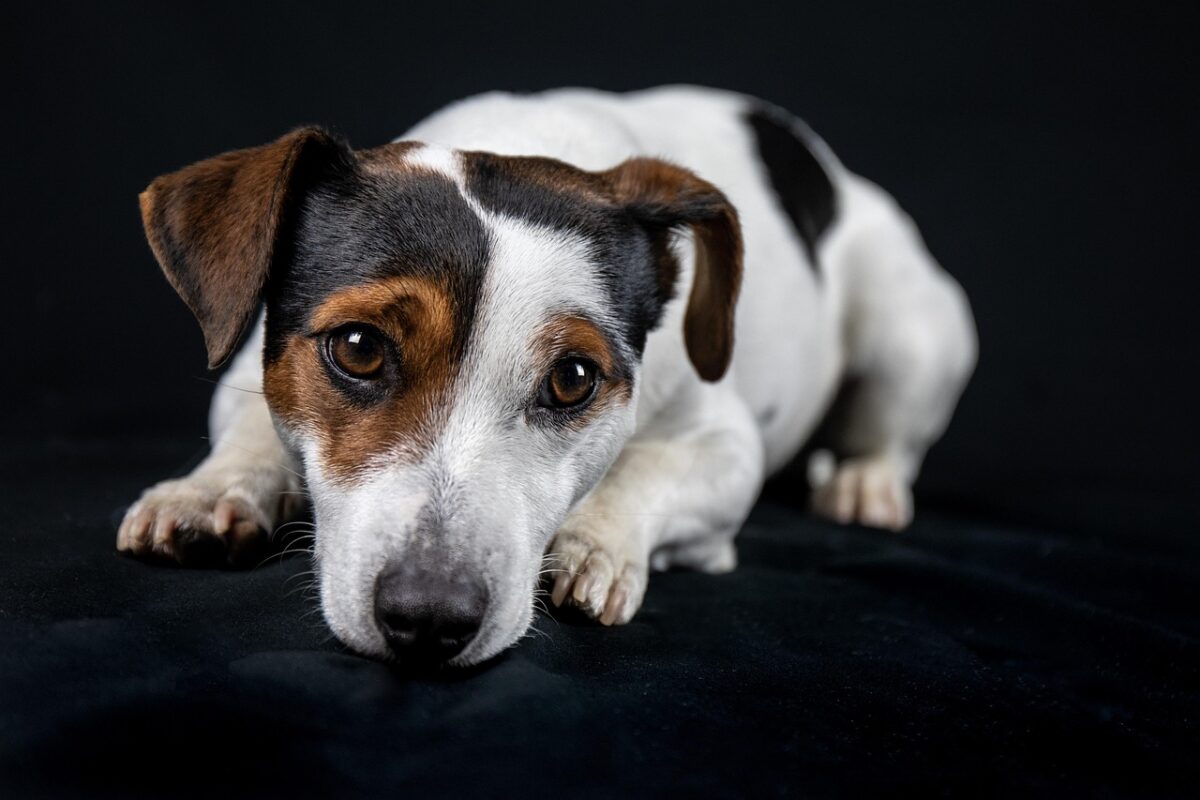 15 Dog Breeds That Will Seriously Test Your Patience