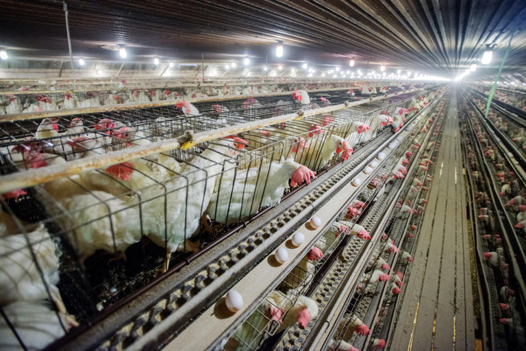 Are socially distanced chickens laying more affordable eggs?