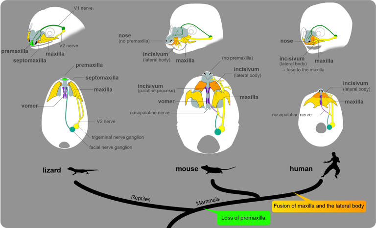 Evolution: Theory of How Humans Got Our Noses Challenged