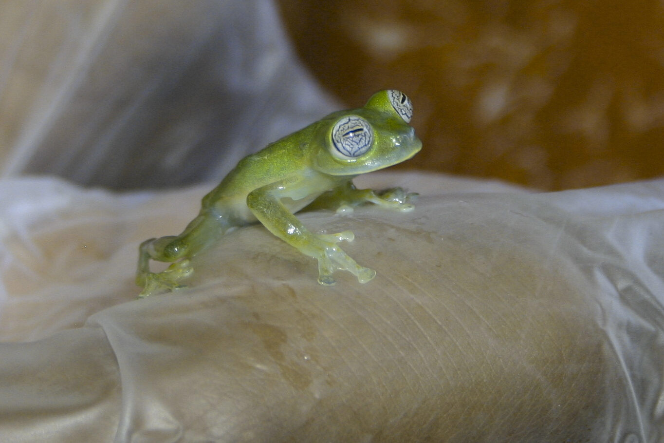 Lost Worlds: The Amazon’s 13 Most Mysterious Creatures Scientists Just ... Lost Worlds: The Amazon’s 13 Most Mysterious Creatures Scientists Just ...