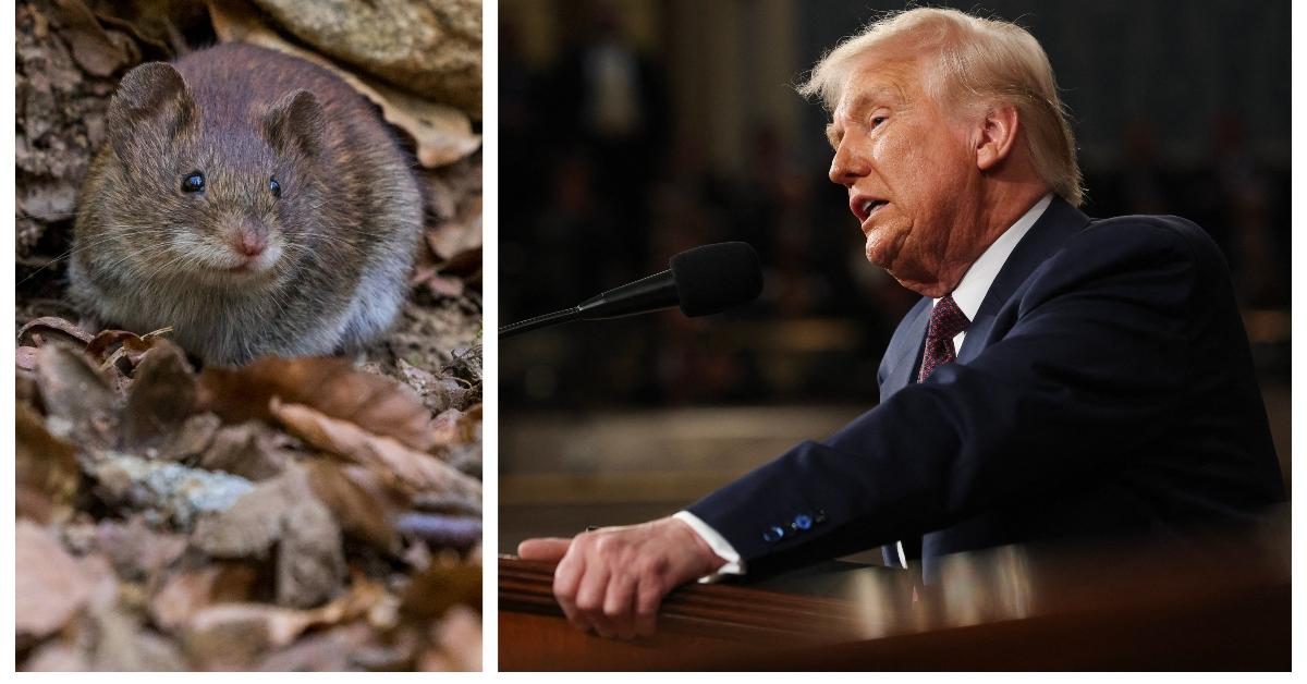 During President Trump's Joint Address He Mentioned Transgender Mice ...