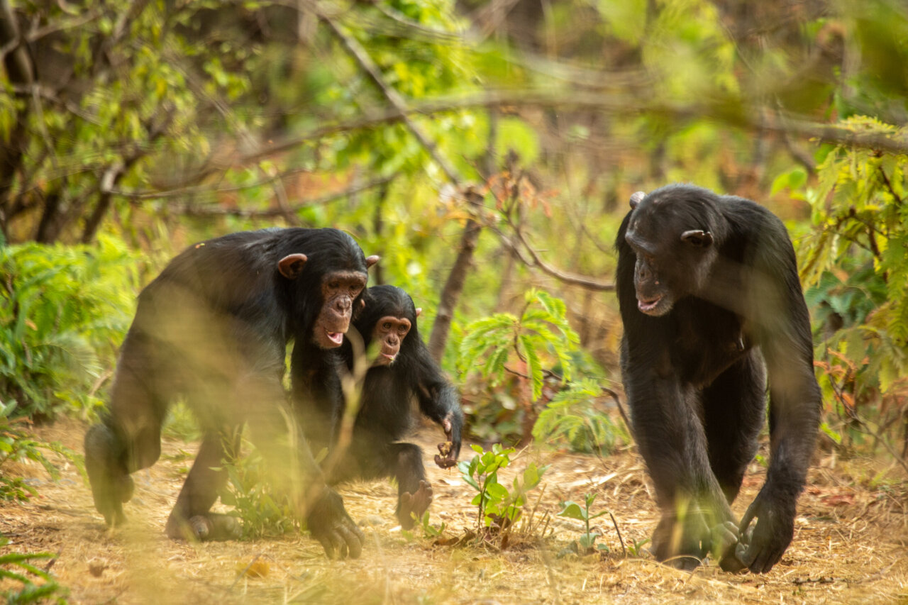 Bonobos and chimps offer clues to how our early ancestors had sex for ...