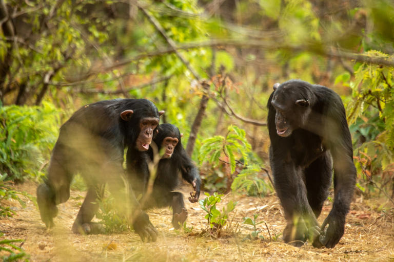 Bonobos and chimps offer clues to how our early ancestors had sex for ...
