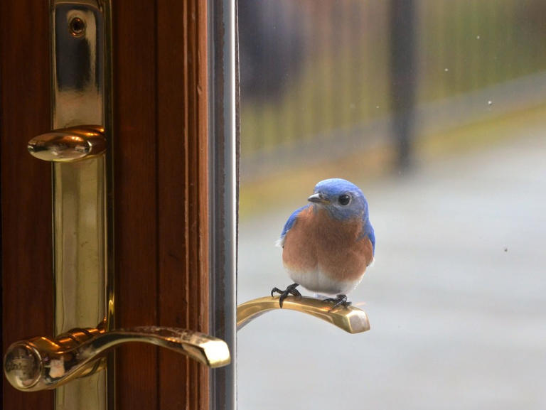 If a Bird Flies Into Your House or Window, What Does It Mean?