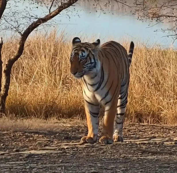 India’s Wild Side: 5 Safaris That Will Make You Forget the Concrete Jungle