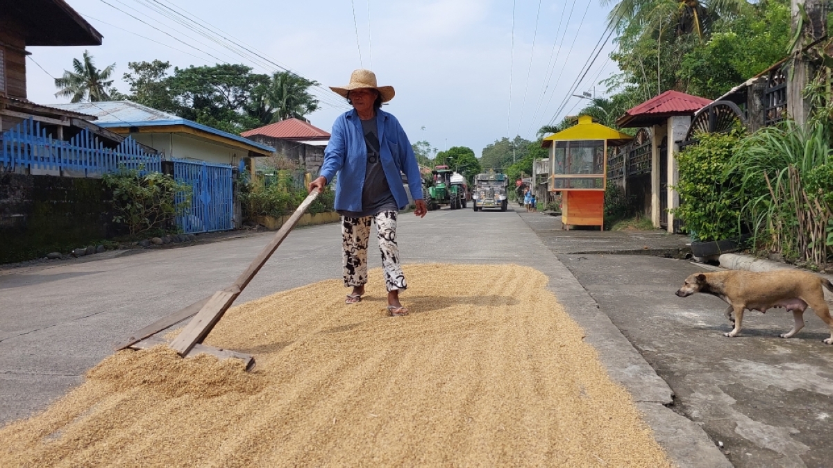 Take advantage of weather to dry palay, NFA tells farmers