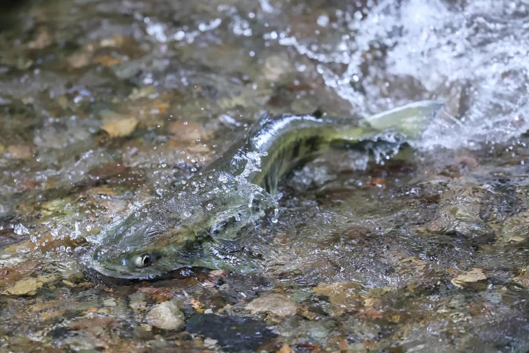 Costly salmon recovery effort heads toward mediation