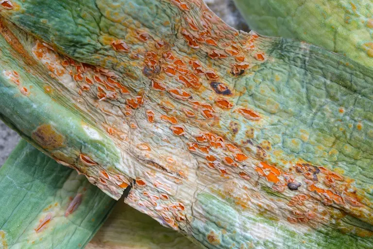 Ruggine delle piante: Cause, sintomi e trattamenti