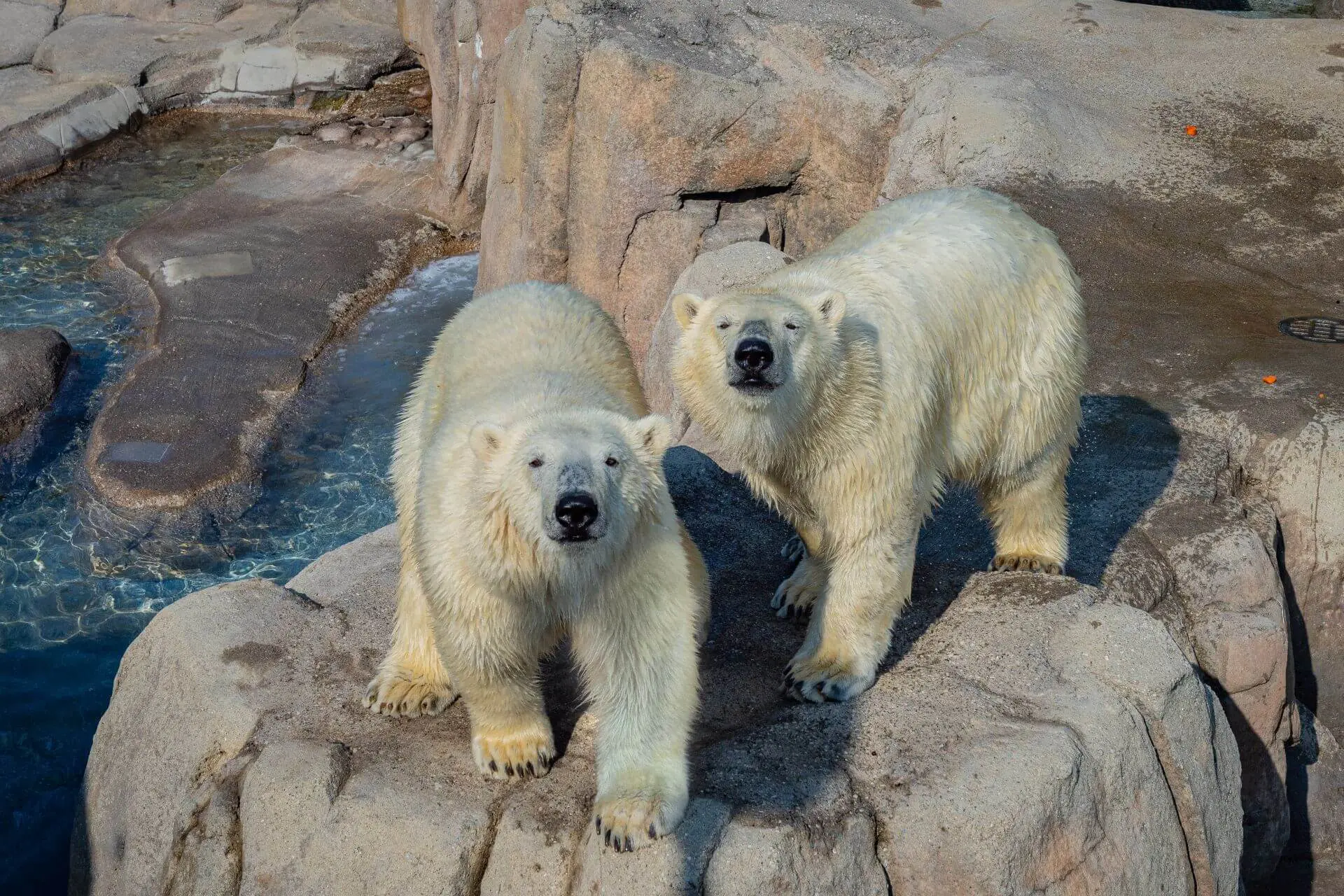 Saint Louis Zoo say goodbye to polar bear; welcome polar bear twins to zoo