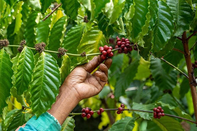 Is Instant Coffee Bad for You? Experts Explain