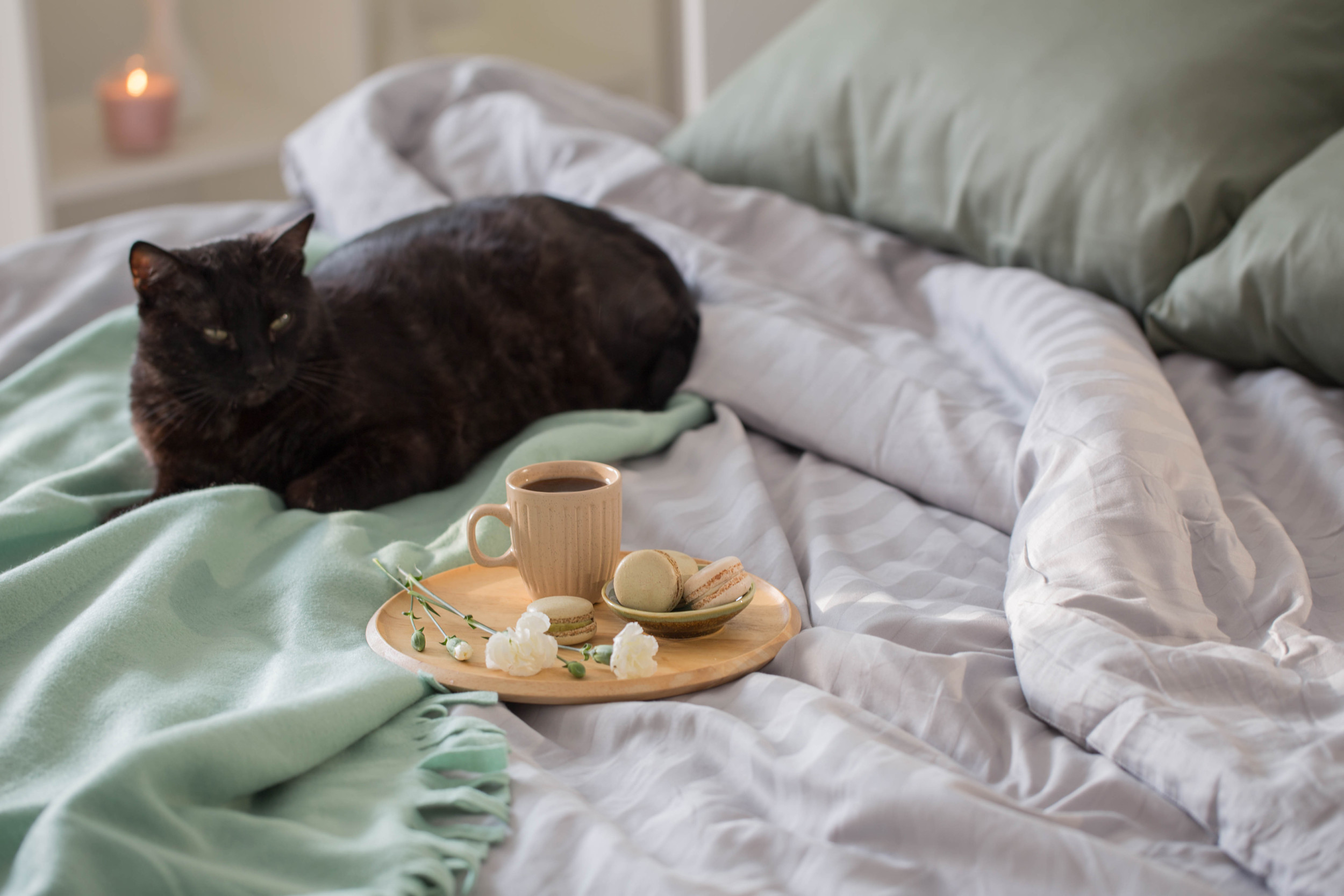 Expert Weighs In on Viral Theory of Why Cats Wake You Up Early in Mornings