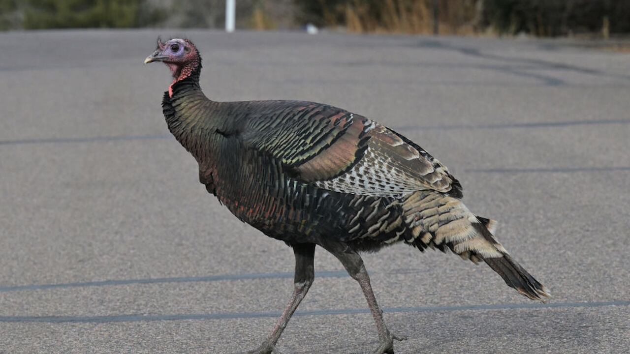 Turkey tale: Wild birds trying to strut into public library