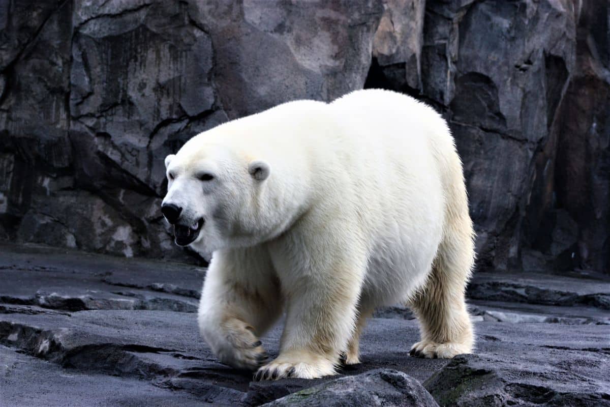 Did Polar Bears Really Roam Scotland? New Fossil Evidence Says YES!