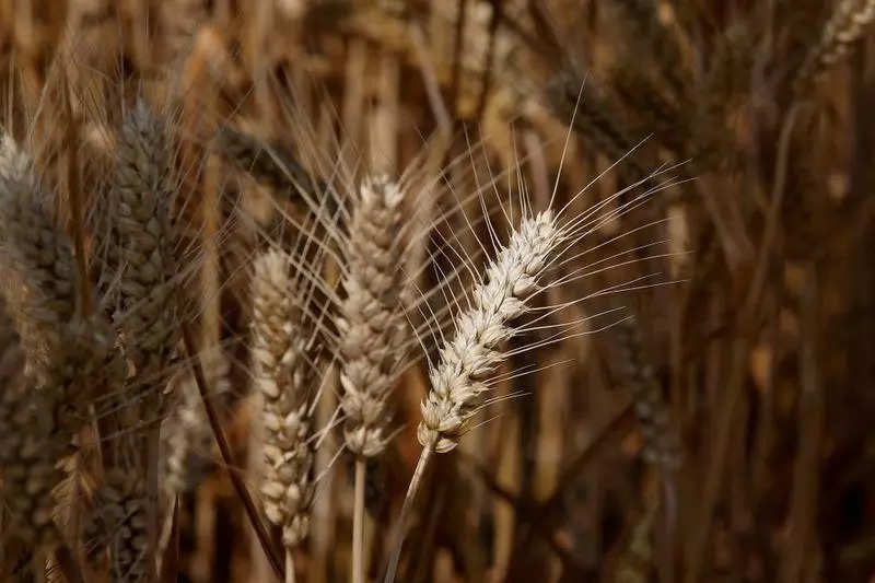 Wheat procurement to start from April 8