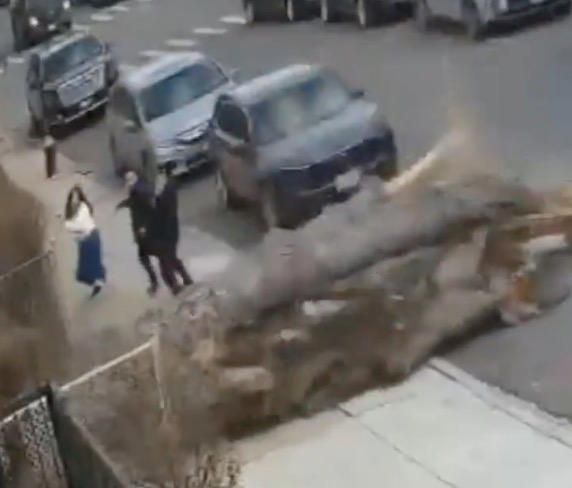 Massive NYC tree comes within inches of squashing family of three in ...