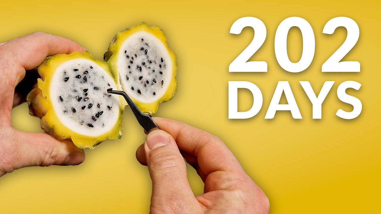 Dragon Fruit Cactus Time-lapse