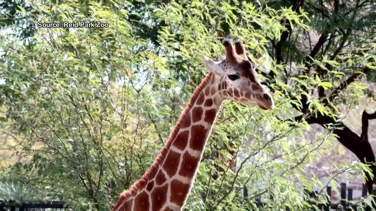 Giraffe escapes at Reid Park Zoo, feasts on nearby mesquite tree