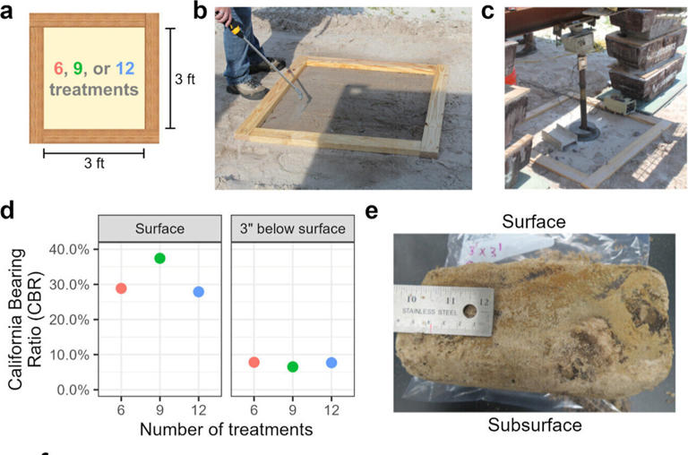 Packets of freeze-dried bacteria can grow biocement on demand