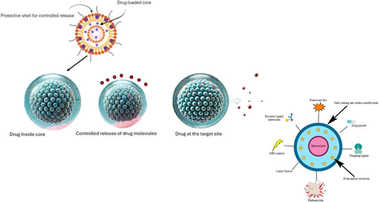 Innovations in core-shell nanoparticles advance drug delivery and ...