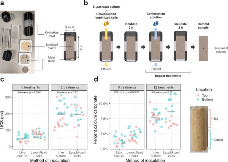 Packets of freeze-dried bacteria can grow biocement on demand