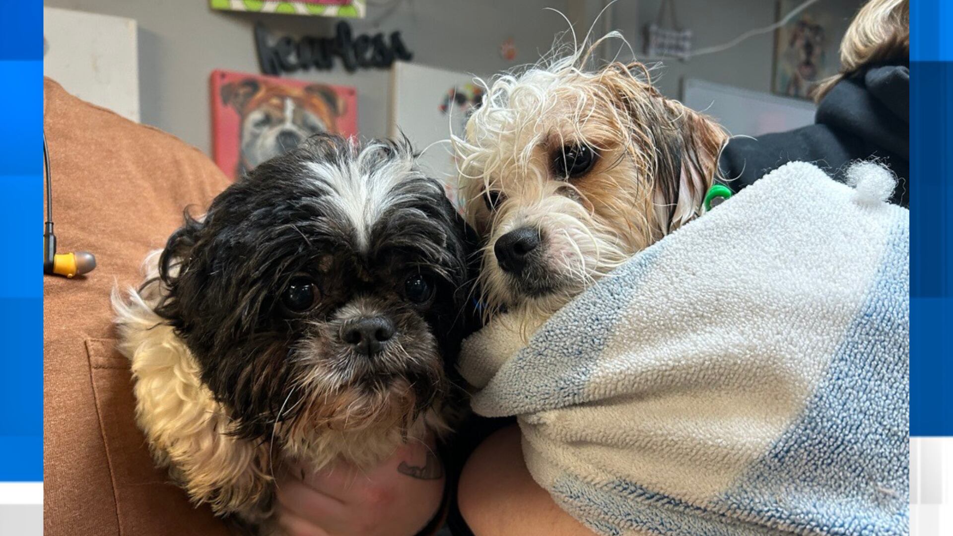 Local rescue takes in more than a dozen mill dogs