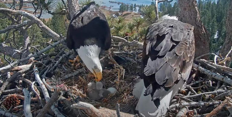 Three Baby Eagles Hatch on California Nest Cam After Heartbreak in 2024