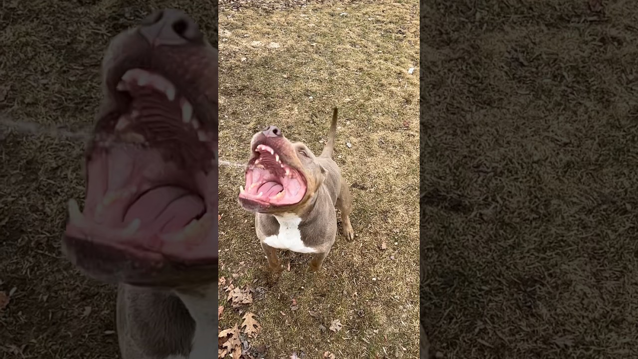 My dog's favorite game is getting sprayed with water