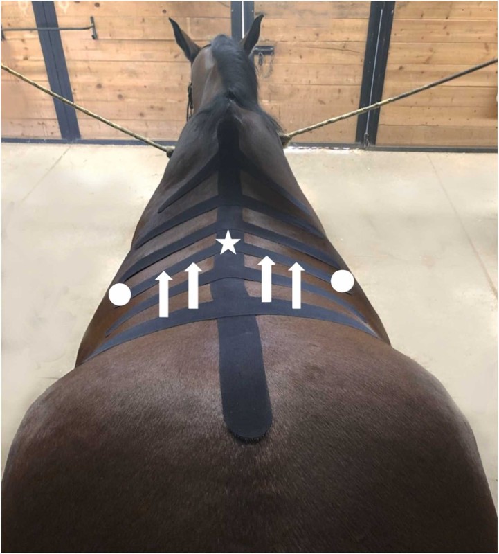 Study: Therapeutic Elastic Tape Can Help Decrease Equine Back Pain