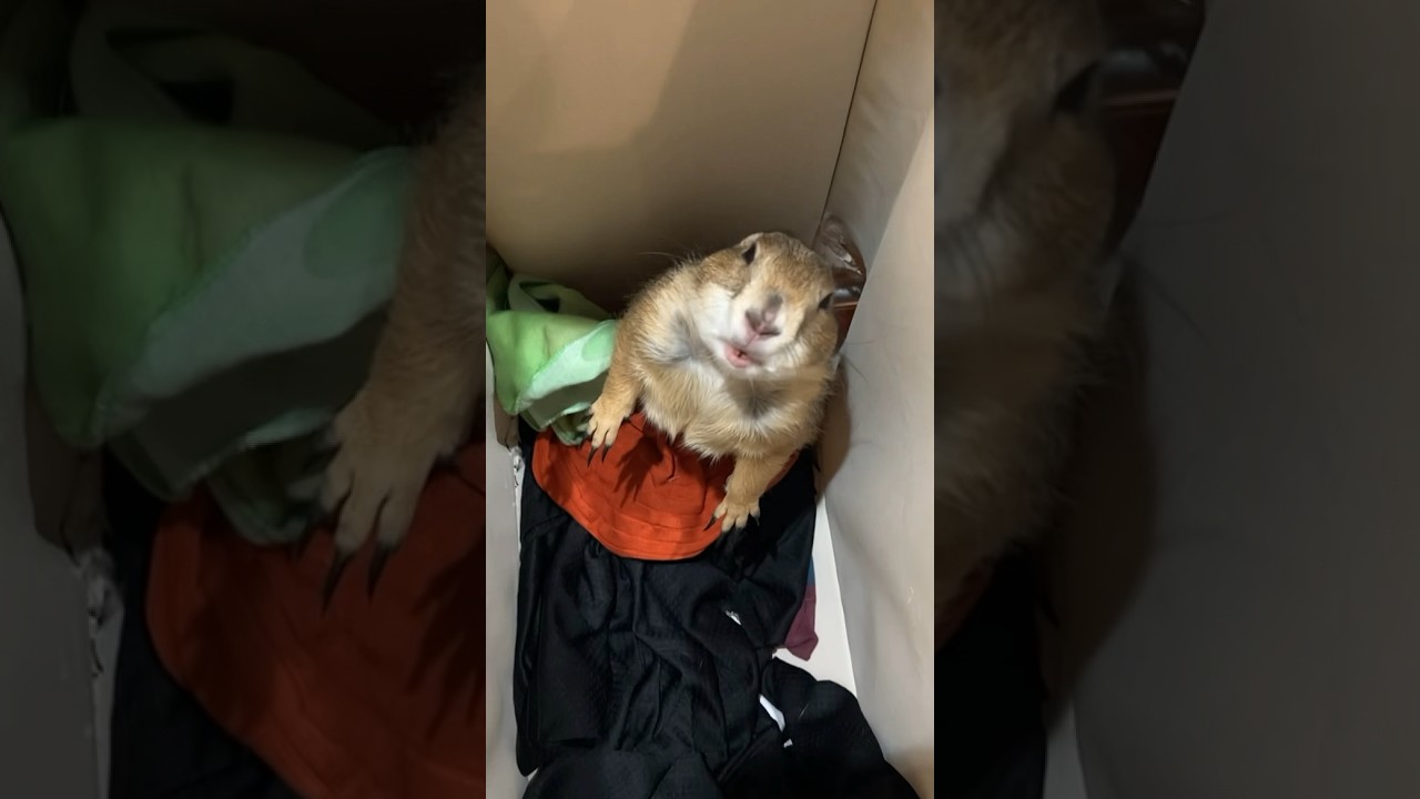 Prairie Dog Breaks Into Hamper to Steal Clothes