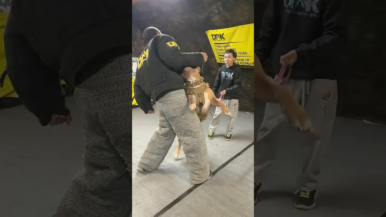 Tactical pit bull training: mastering defense against weapons