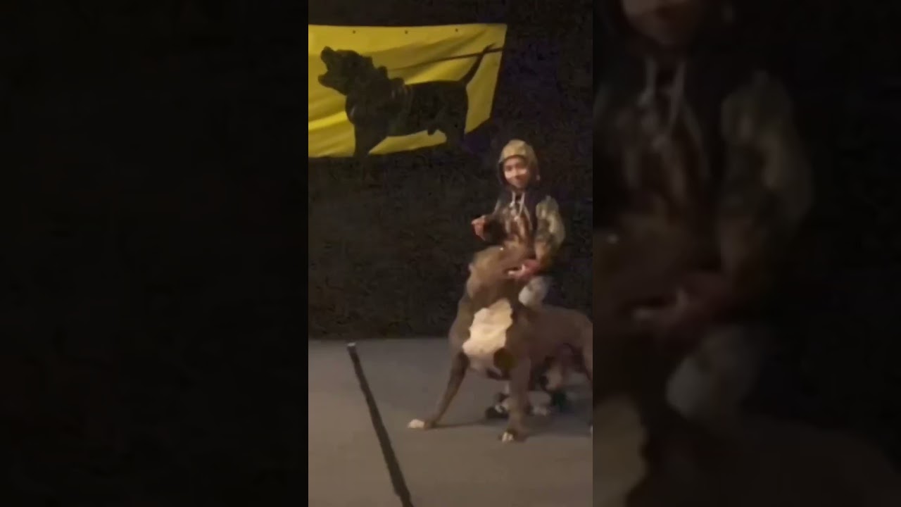 Nine-year-old boy shows firm control over giant pit bull