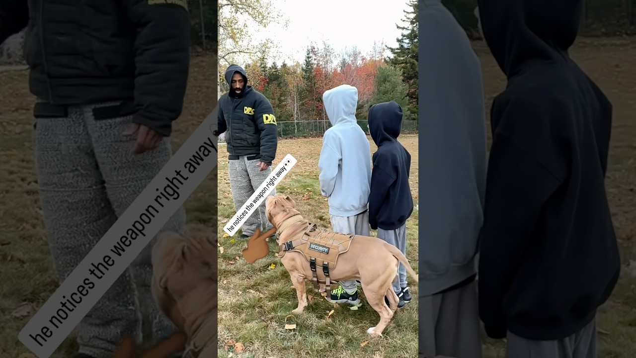 12-year-old trains giant pit bull at the park for protection