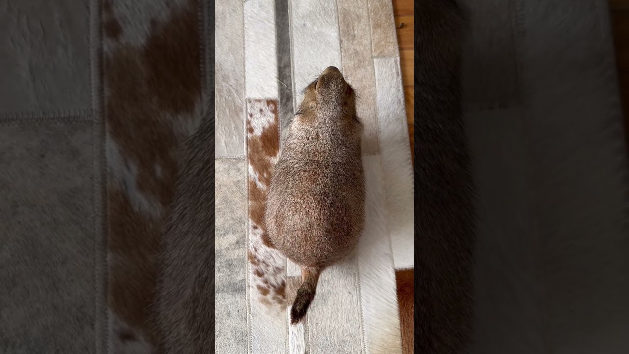 Prairie dog enjoys belly rubs and a grumpy stretch