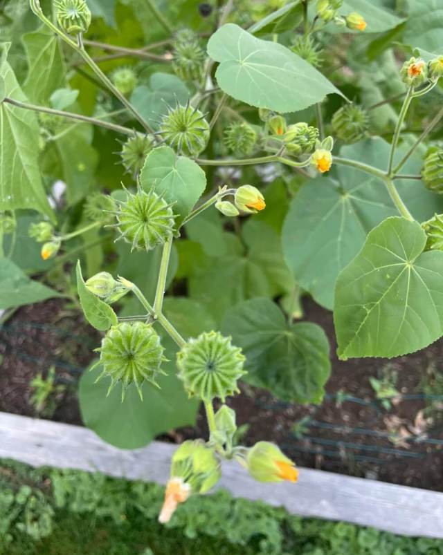 Homeowner discovers shocking truth about towering plant in parents ...