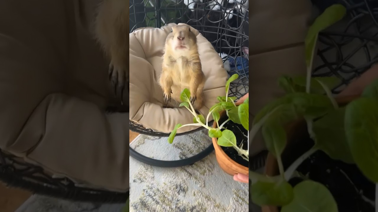 Poppy the Prairie Dog Says Bokchoy Needs More Time