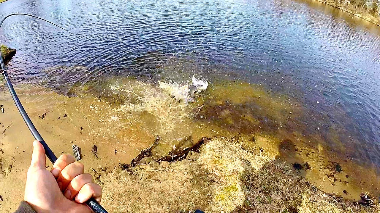 Unexpected Behemoth: A Giant Bass Caught from Shore