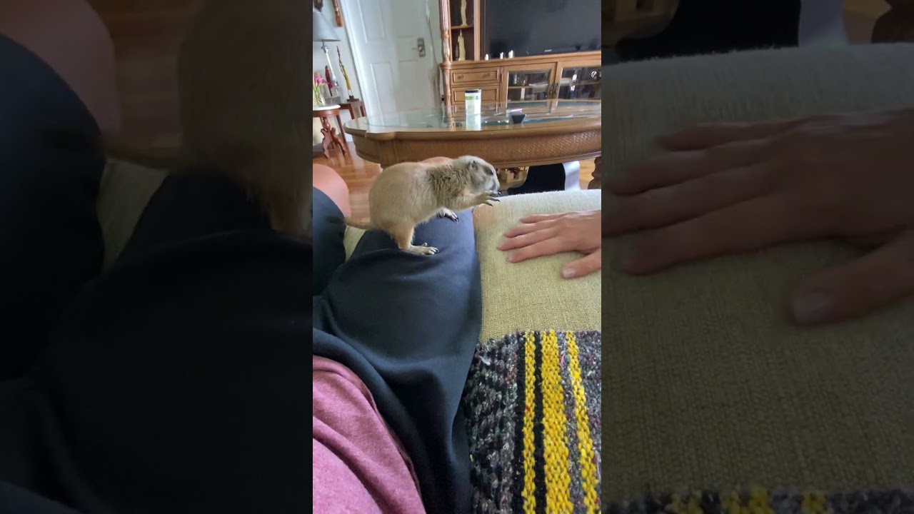 Baby prairie dog Poppy defends her dad in a playful way