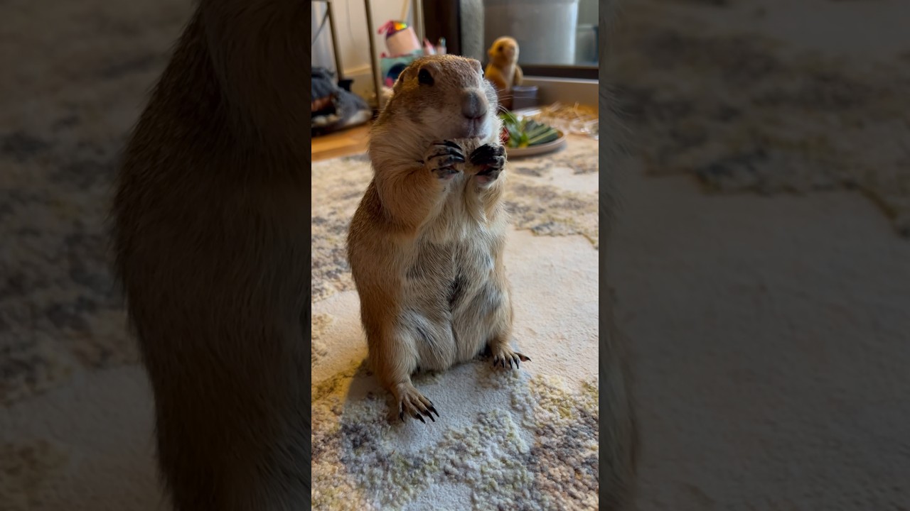 Poppy the Prairie Dog Wants Just a Snack