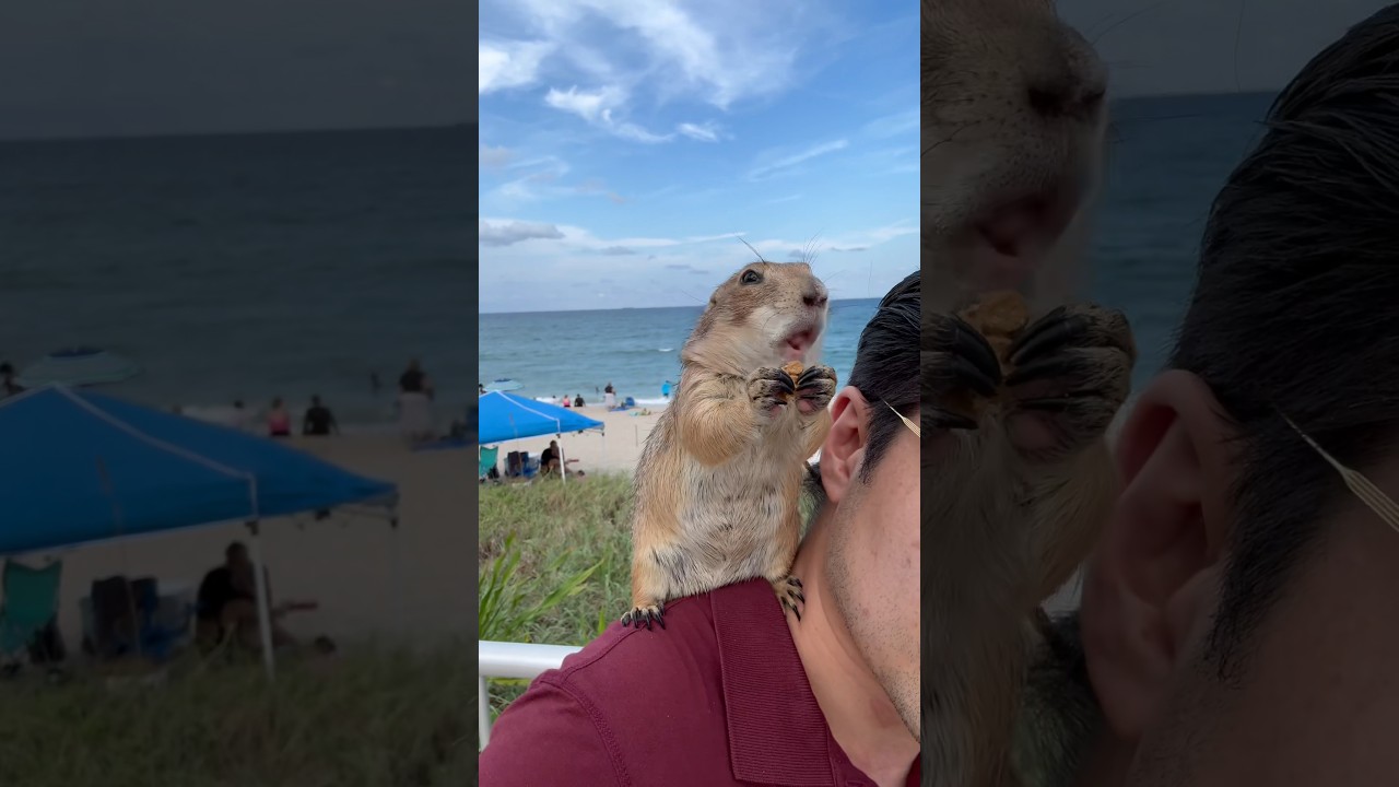 A beach day with this prairie dog is pure happiness